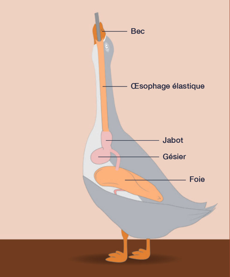 La production – Euro Foie Gras : Euro Foie Gras